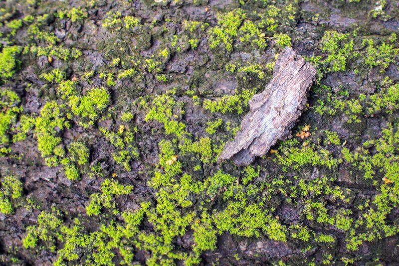 Moss on bark stock photo. Image of surface, branch, vertical - 46702690