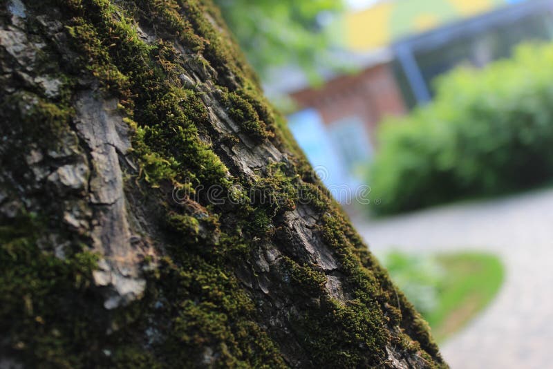 Moss on the bark of a tree stock image. Image of soil - 220720037