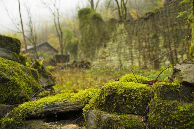 Moss stock photo. Image of high, stone, geography, hiking - 98857082