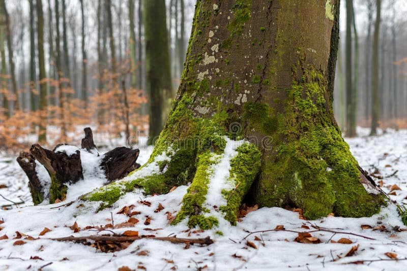 Moss on a Beech Tree Trunk. Deciduous Trees Covered with Snow Stock ...