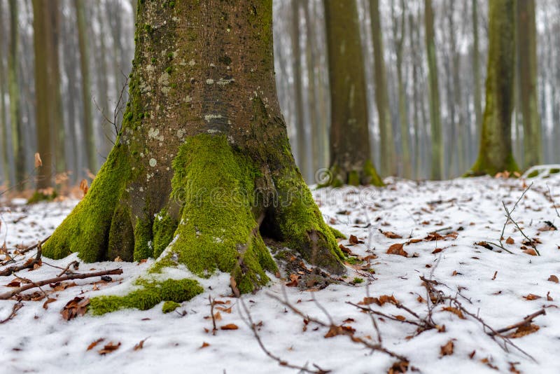Moss on a Beech Tree Trunk. Deciduous Trees Covered with Snow Stock ...