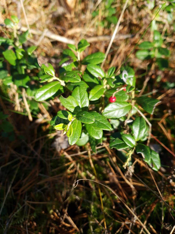 Moss /berry/ in the Wild Wood Stock Image - Image of coniferous, moss ...