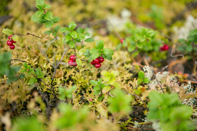 Moss /berry/ in the Wild Wood Stock Photo - Image of bush, flora: 100317778