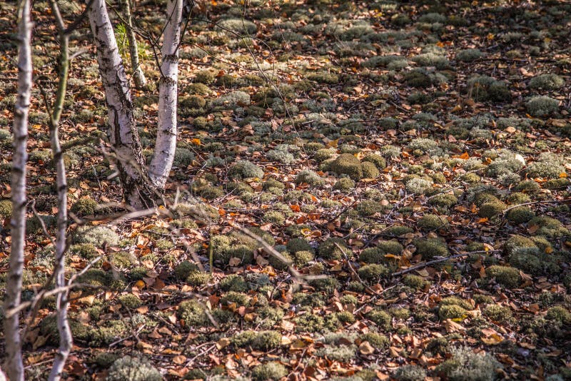 Moss in a forest stock photo. Image of summer, forest - 178336216