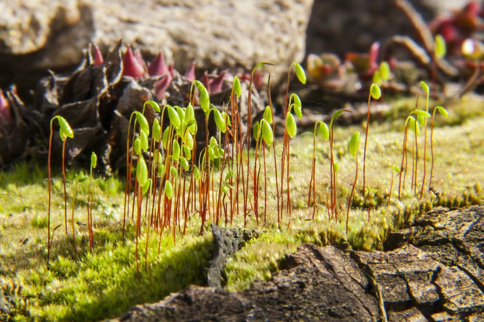 Moss bloom on an old log stock photo. Image of outdoor - 284512742