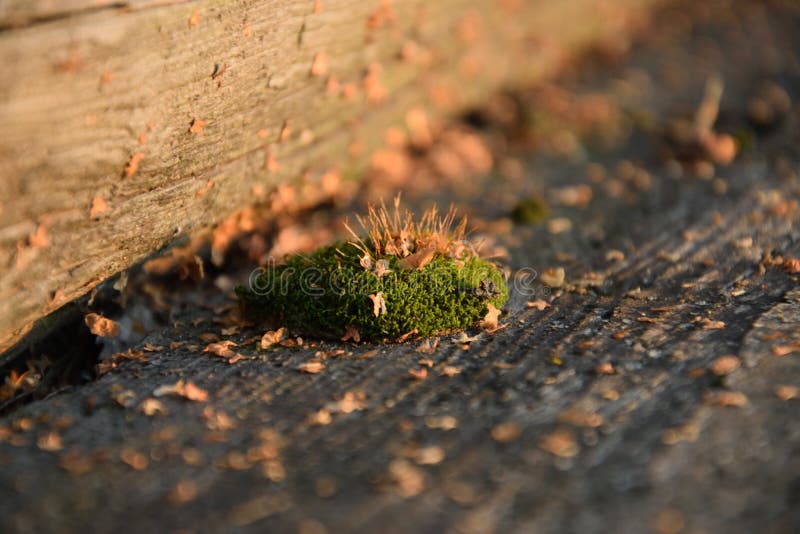 Moss stock image. Image of vegetation, bred, boards, summer - 87454727