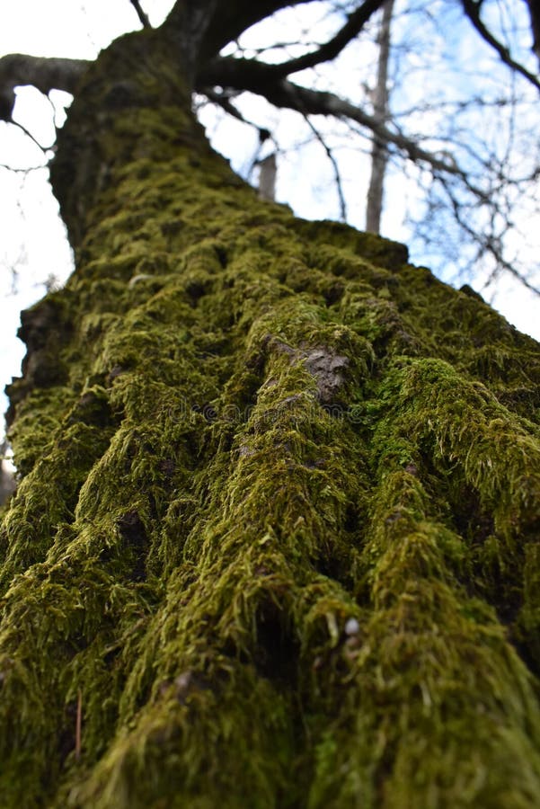 The bole tree stock photo. Image of thick, trunk, surface - 57066632