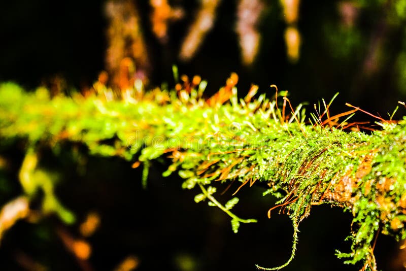 Moss on a branch stock image. Image of sunlight, green - 191593477
