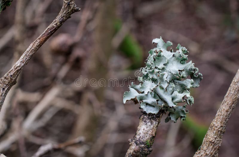 Moss on a Branch Black Background Close Up.macro Stock Photo - Image of ...