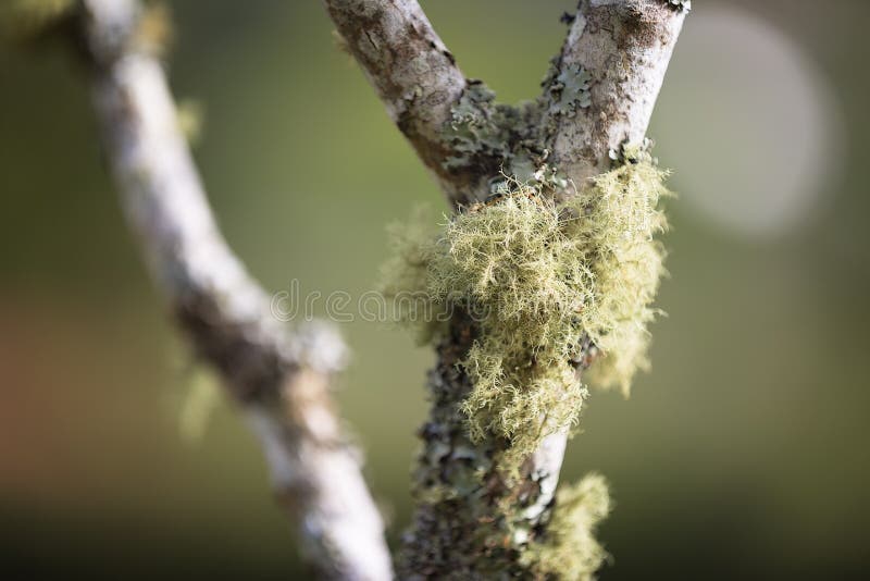 Moss on a Branch stock photo. Image of macro, tree, green - 96786888
