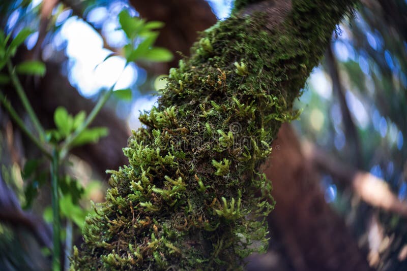 Moss on the Branches, Close-up. Stock Image - Image of grass, bright ...