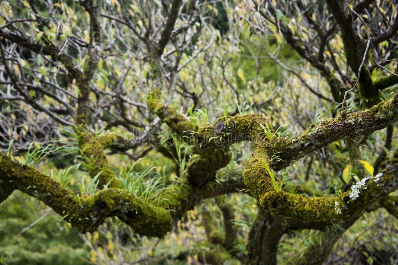 Moss and branches stock image. Image of fresh, rainy - 51474069