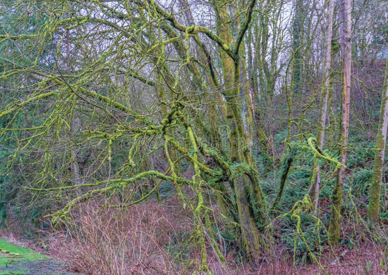 Moss on Branches stock image. Image of washington, covered - 172126035