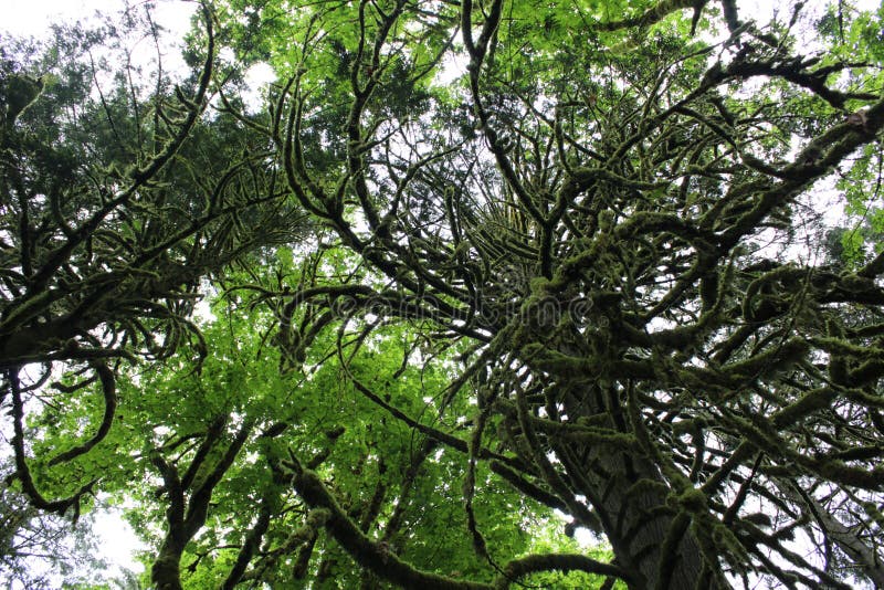 Moss on the Branches of Tall Trees. Canada. Stock Image - Image of ...