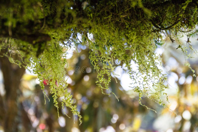 Moss on branches stock photo. Image of green, abstract - 48012918
