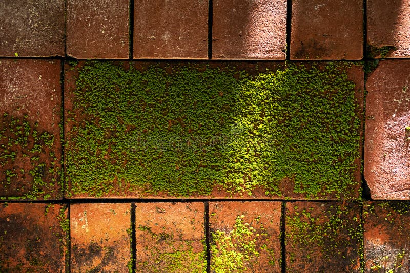 Moss on Brick Wall in Sunlight. Mossy Bricks Backgrounds Stock Photo ...