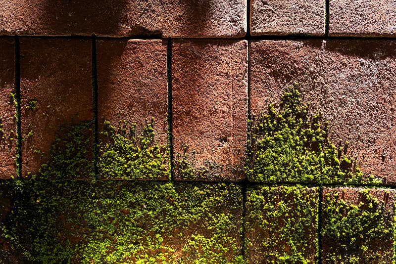 Moss on Brick Wall in Sunlight. Mossy Bricks Backgrounds Stock Photo - Image of tropical ...