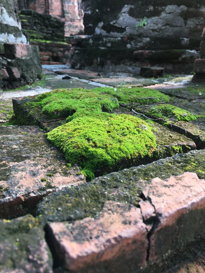 Moss on Bricks at the Ancient. Stock Image - Image of moss, bricks ...