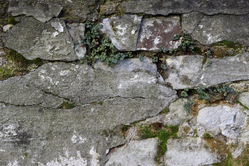 Moss and bricks stock image. Image of outdoor, moss, broken - 84394293