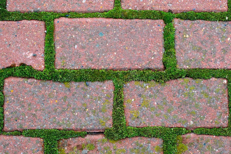 Moss between Bricks Macro Photo Stock Photo - Image of bricks, stone ...
