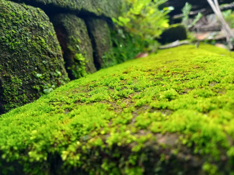 Moss on bricks stock image. Image of bricks, sunlight - 207694711