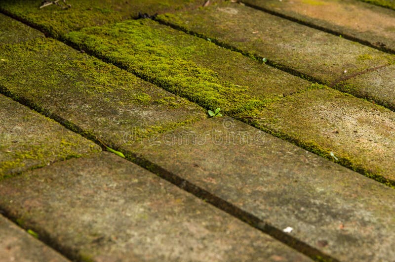 Moss on the bricks stock image. Image of grass, surface - 42316249