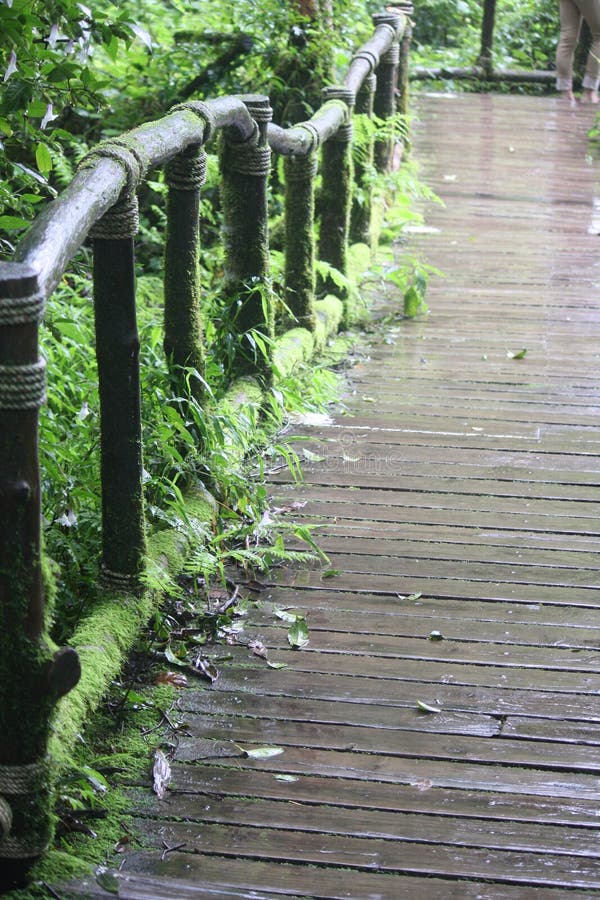 Moss Bridge stock image. Image of frontier, love, lichen - 61407595