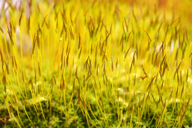 Moss (Bryophyta) Grows in Nature Stock Photo - Image of bryophyta ...