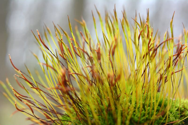 Moss (Bryophyta) Grows in Nature Stock Image - Image of beauty, moss ...