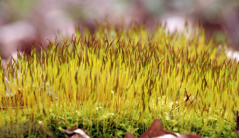 Moss (Bryophyta) Grows in Nature Stock Photo - Image of miniature ...