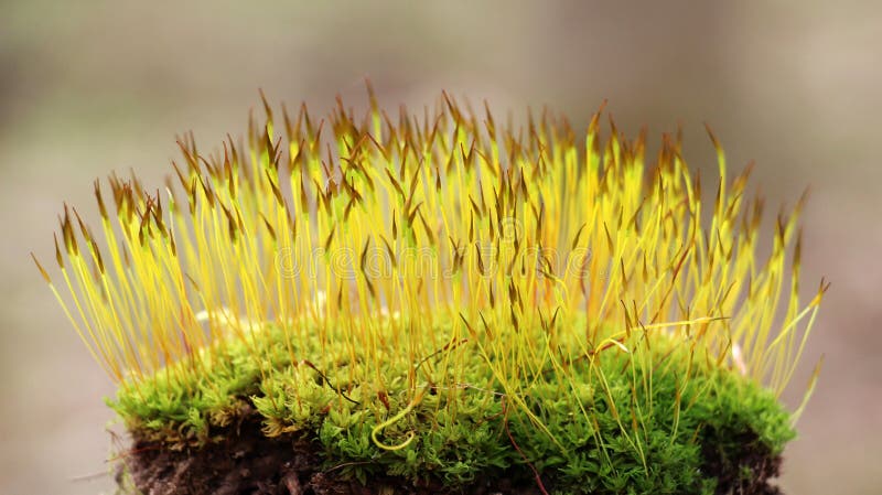 Moss (Bryophyta) Grows in Nature Stock Image - Image of outdoor, nature ...