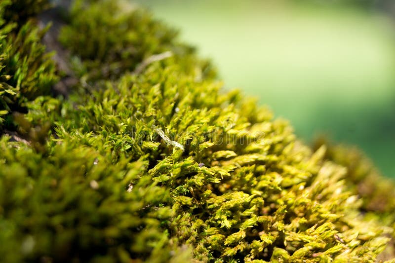 Moss (bryopsida, Musci or Muscophyta) Stock Image - Image of macro ...