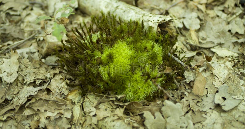 The Moss in the Burnt Forest Stock Photo - Image of woodland, burnt ...