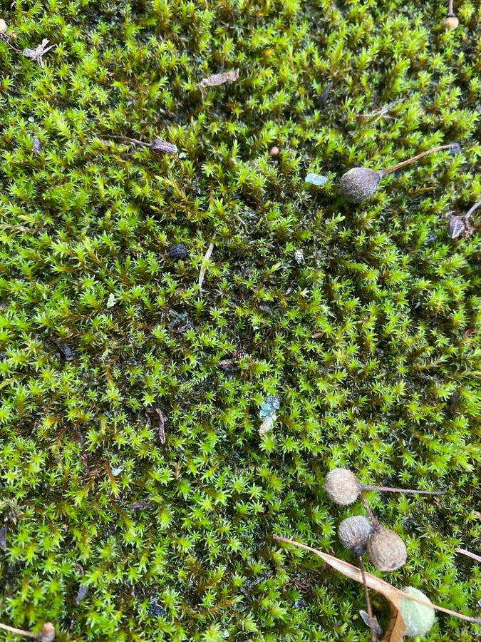 Moss carpet in damp places stock image. Image of brown - 331500691