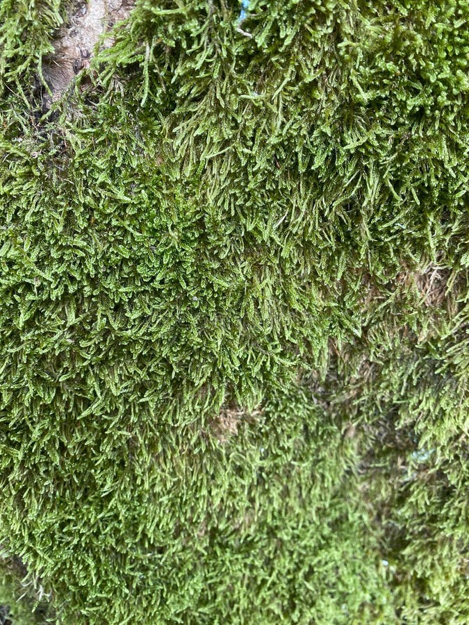Moss carpet in damp places stock photo. Image of gooseneck - 331500734