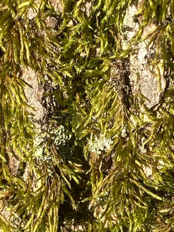 Moss carpet in damp places stock photo. Image of mosses - 336813528