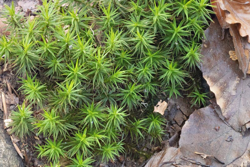Moss carpet in damp stock photo. Image of damp, places - 260073190