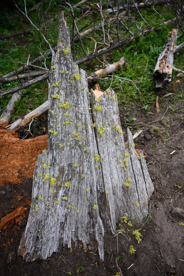 Moss Chunks Grow on Fallen Tree Bark Stock Photo - Image of teton ...
