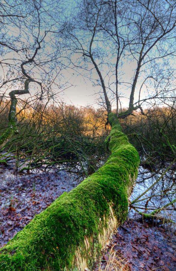 Moss clad tree stock photo. Image of lake, birch, autumn - 82817000