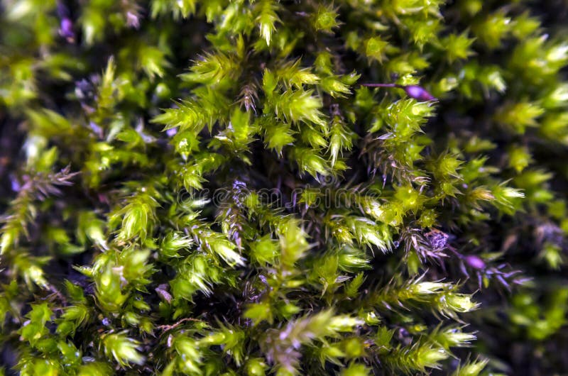 Moss close-up stock image. Image of flora, plant, detail - 29697143