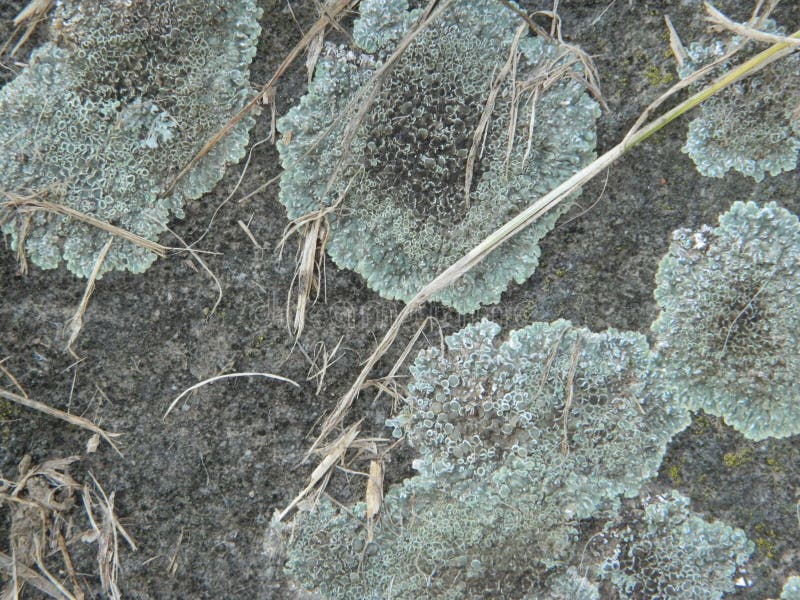 Moss close up details stock image. Image of plants, tree - 130463781