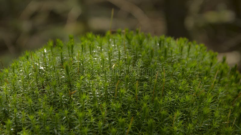 Moss close up stock photo. Image of green, ecology, ground - 53402326
