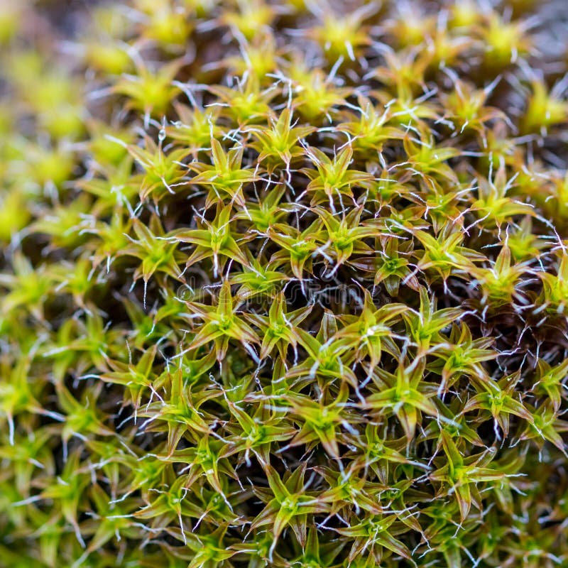 Moss close up stock image. Image of lichen, close, twig - 78604793