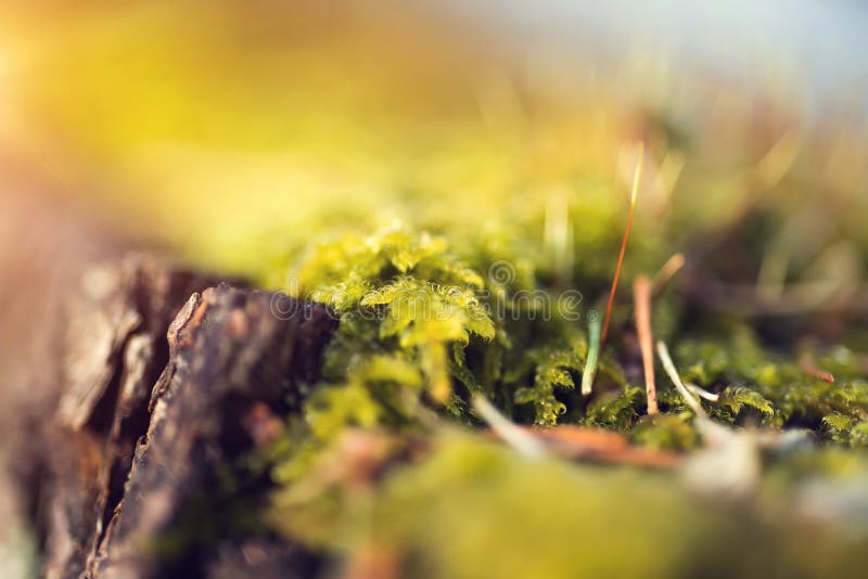 Moss in Close-up Shot stock photo. Image of botany, leaf - 63677760