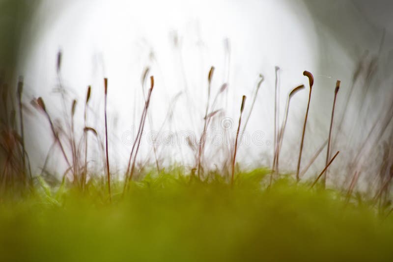 Moss in Close-up Shot stock image. Image of flora, detail - 192221623