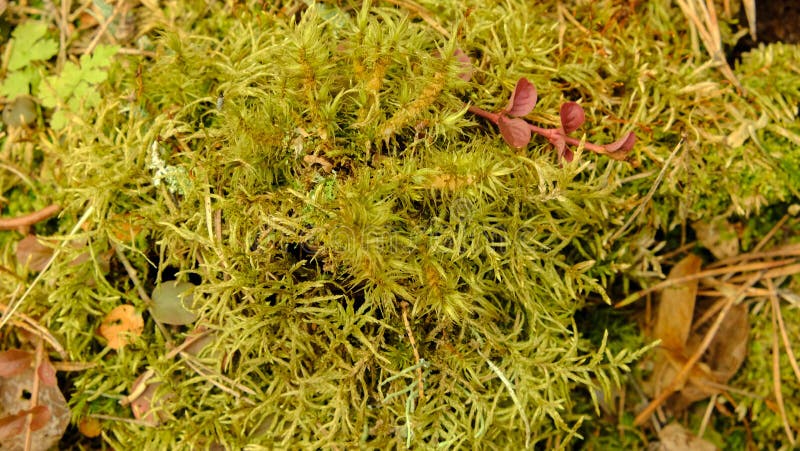 Moss Close-up in Spring in the Forest Stock Image - Image of floor ...