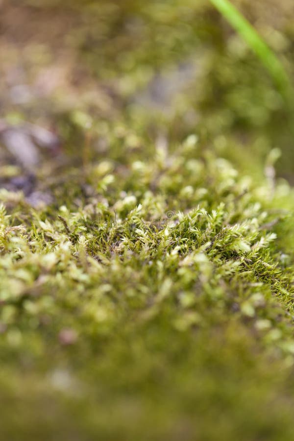 Moss close-up stock photo. Image of small, bokeh, nature - 32119678