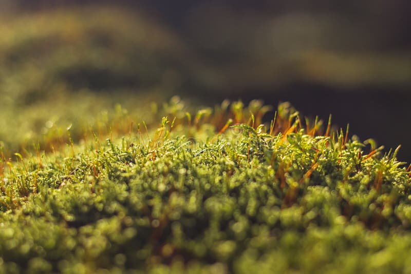 Moss - Close Up View of Green Moss Stock Photo - Image of growth, cover ...