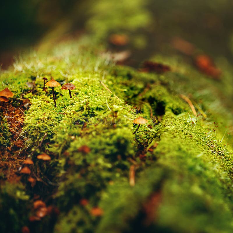 Moss close up stock image. Image of lichen, close, twig - 78604793