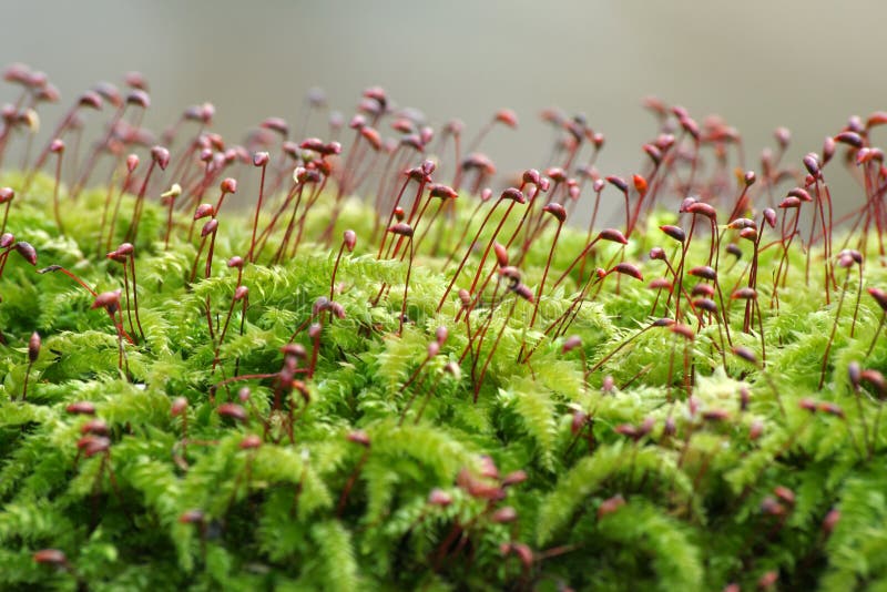 Moss closeup stock photo. Image of natural, close, forest - 1724916
